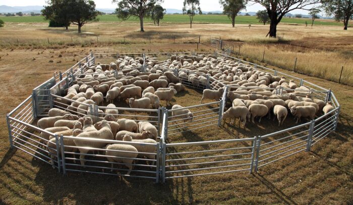 Choosing the Best Australia Sheep Panels: Expert Tips