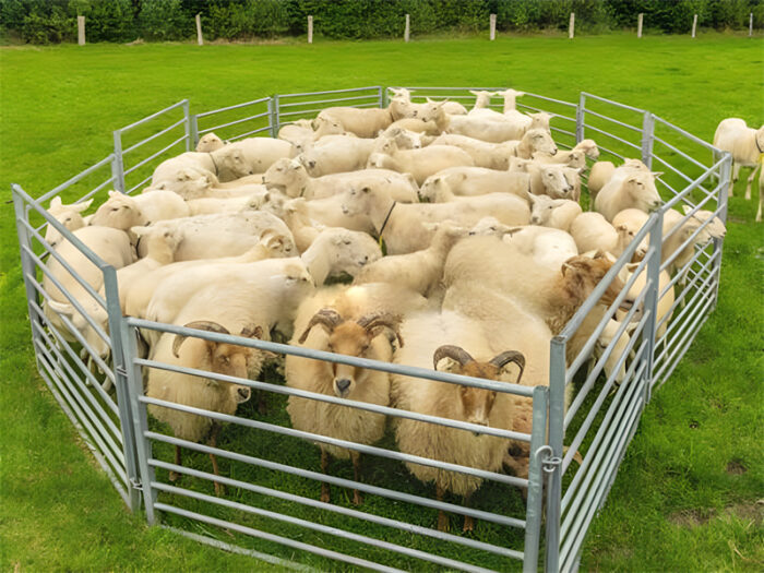The Best Sheep Panel Brands for Effective Livestock